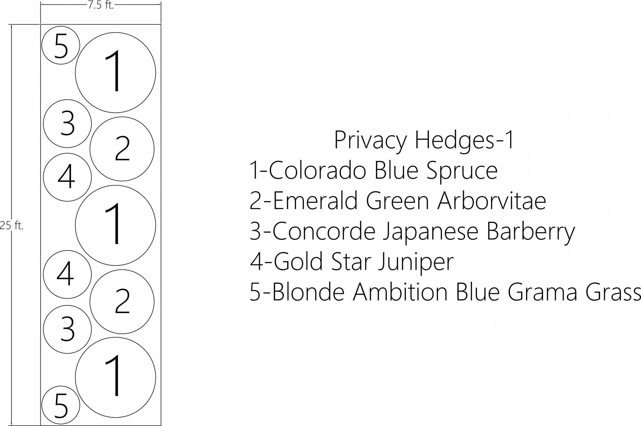 Privacy Hedges 1 | Plant by Number