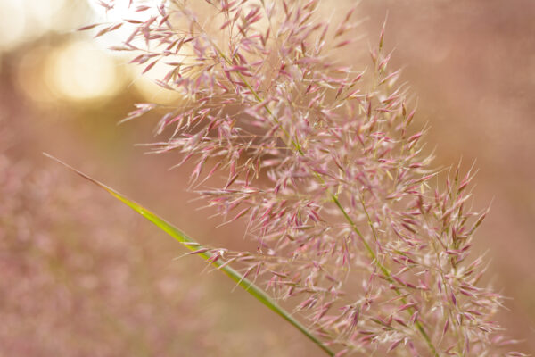 19 Best Michigan Native Plants For Landscaping Your Yard | Plant by Number