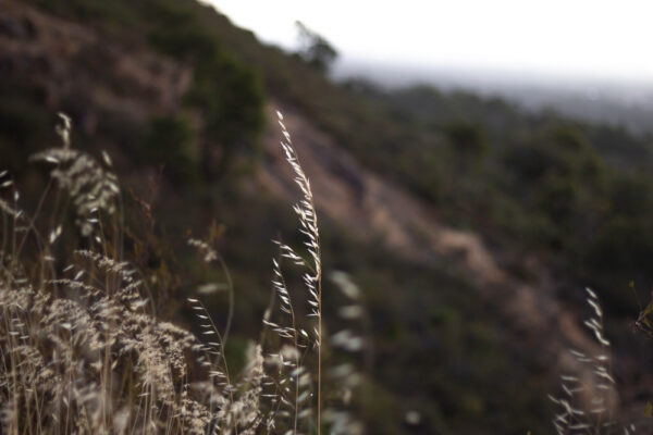 19 Best Michigan Native Plants For Landscaping Your Yard | Plant by Number