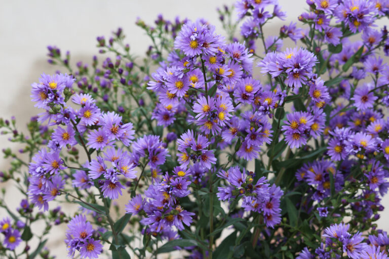 19 Best Michigan Native Plants For Landscaping Your Yard | Plant by Number