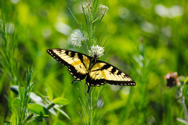 19 Best Michigan Native Plants For Landscaping Your Yard | Plant by Number