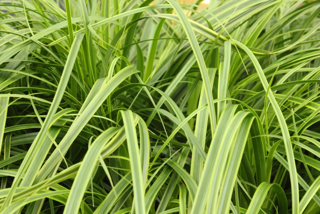 EverColor Everglow Sedge | Plant by Number