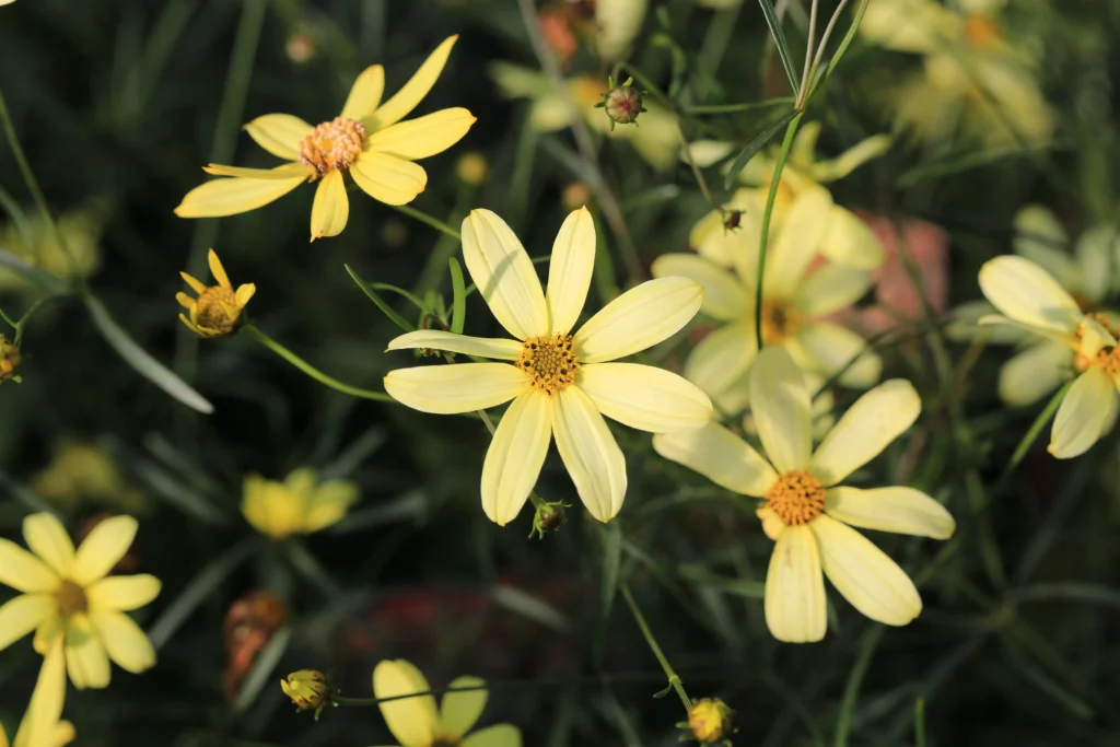 Moonbeam Threadleaf Coreopsis | Plant by Number