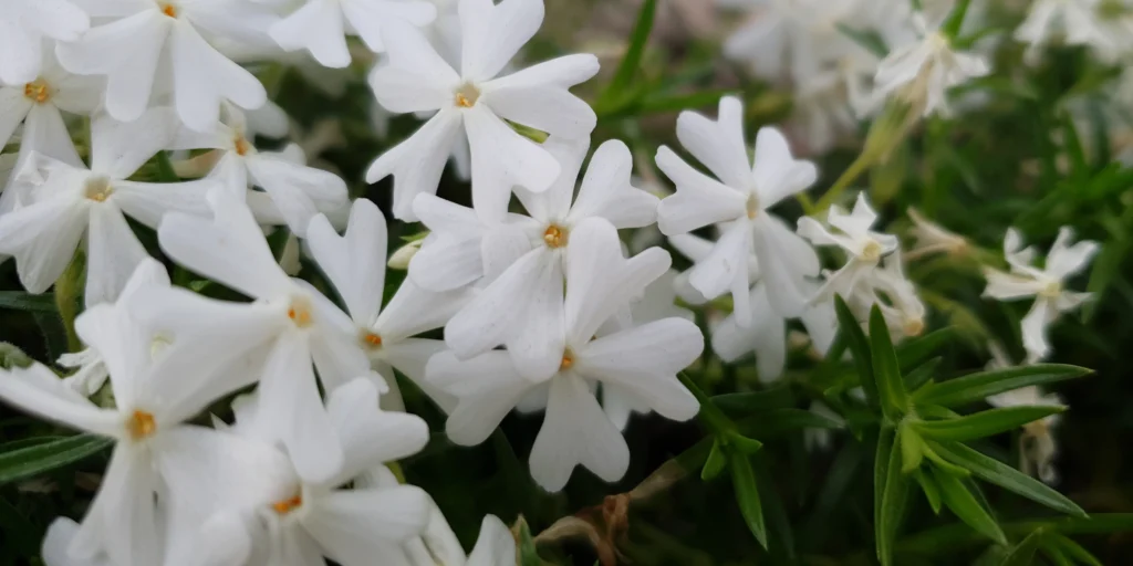 Snowflake Creeping Phlox | Plant by Number