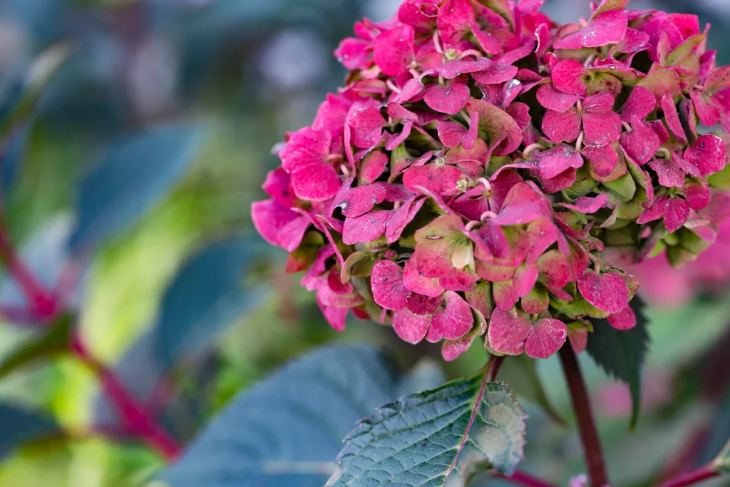 Endless Summer Bloomstruck Hydrangea | Plant by Number