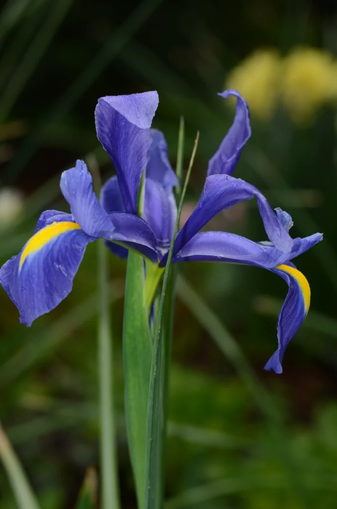 Purple Flame Iris | Plant by Number