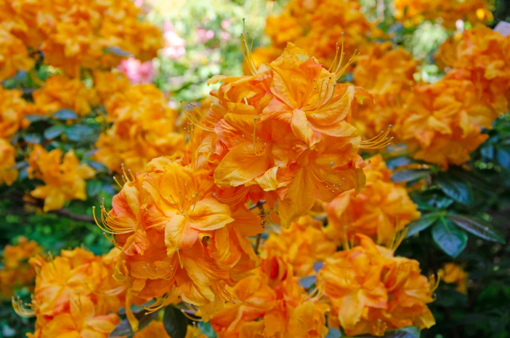 Sunbow Solar Flare Azalea | Plant by Number