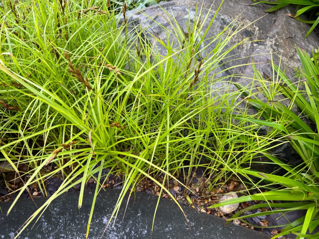 Curly Wood Sedge | Plant by Number