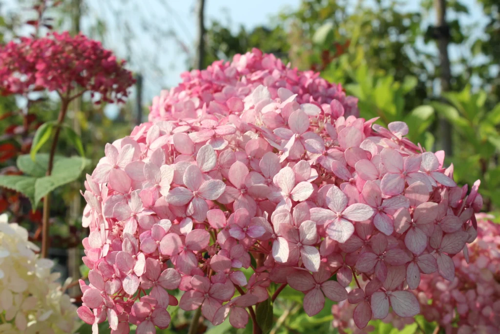 Invincibelle Ruby Hydrangea | Plant by Number