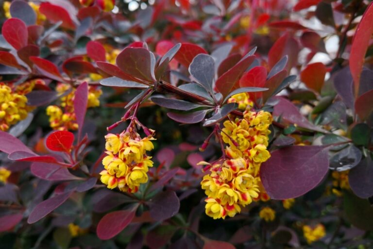 Bountiful Island | Plant by Number