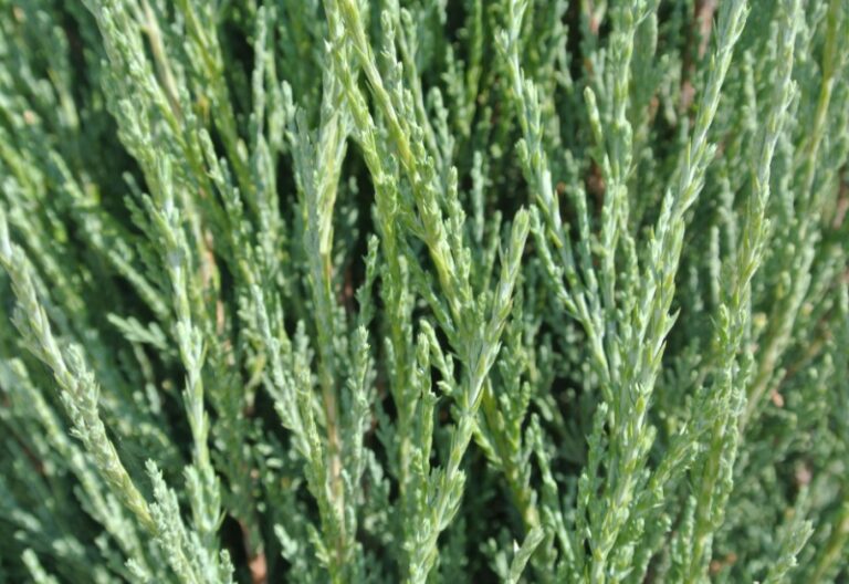 Bountiful Island | Plant by Number