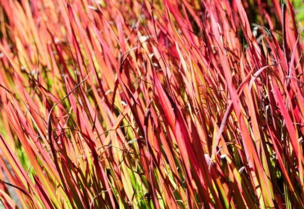 Shenandoah Switch Grass | Plant by Number