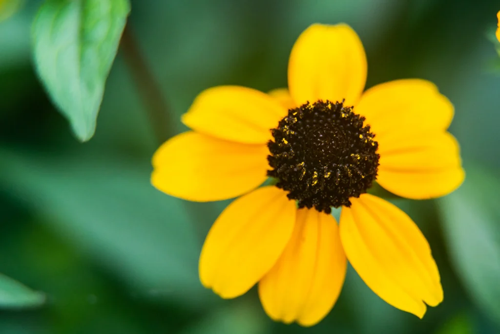 Three Lobed Coneflower | Plant by Number