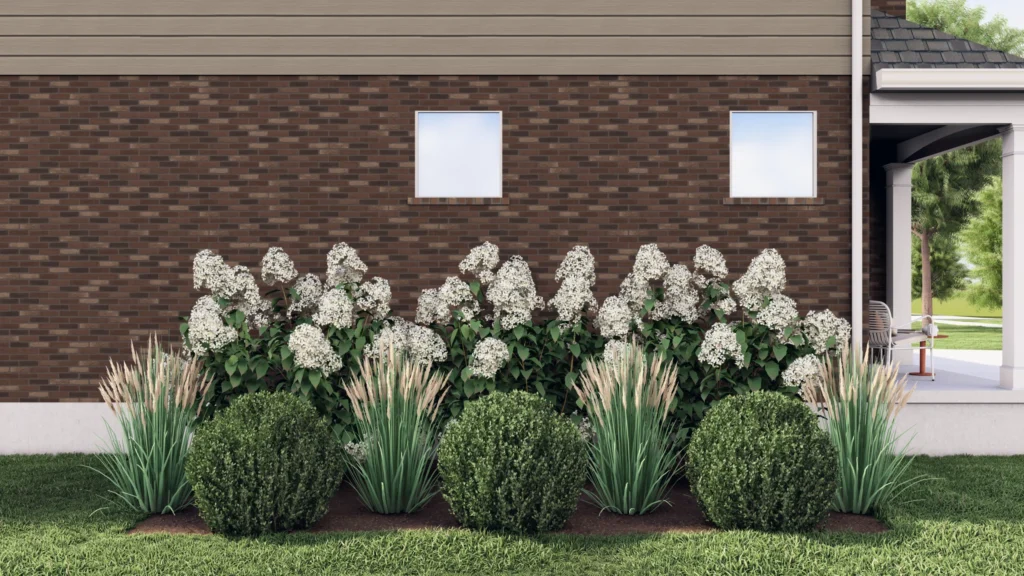 Large and Regal Hydrangea Foundation | Plant by Number